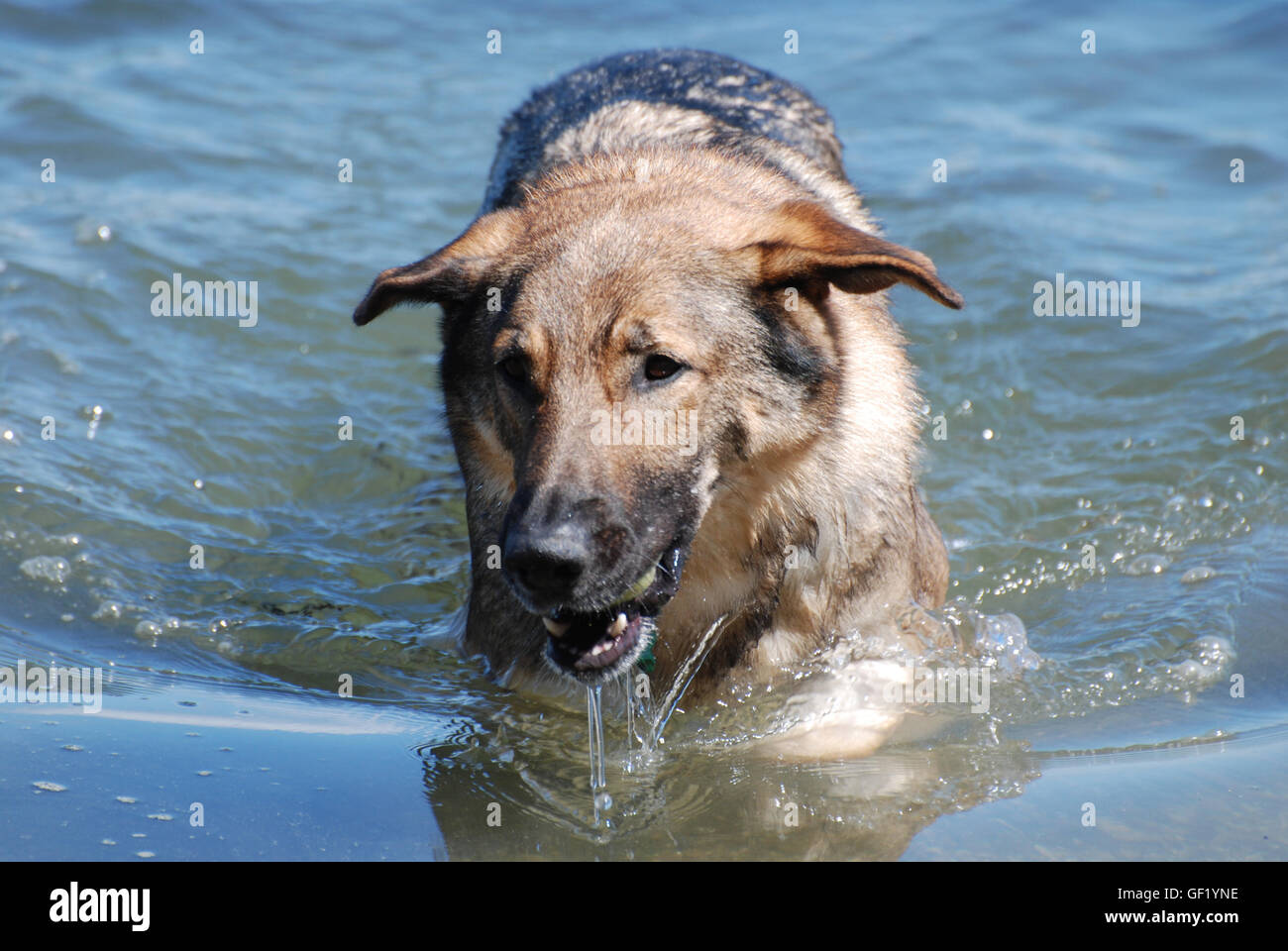 German shepherd dog coming out of the water dripping wet Stock Photo ...