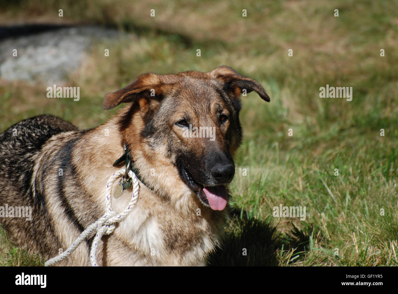 Gorgeous face of a German shepherd dog in a yard Stock Photo - Alamy