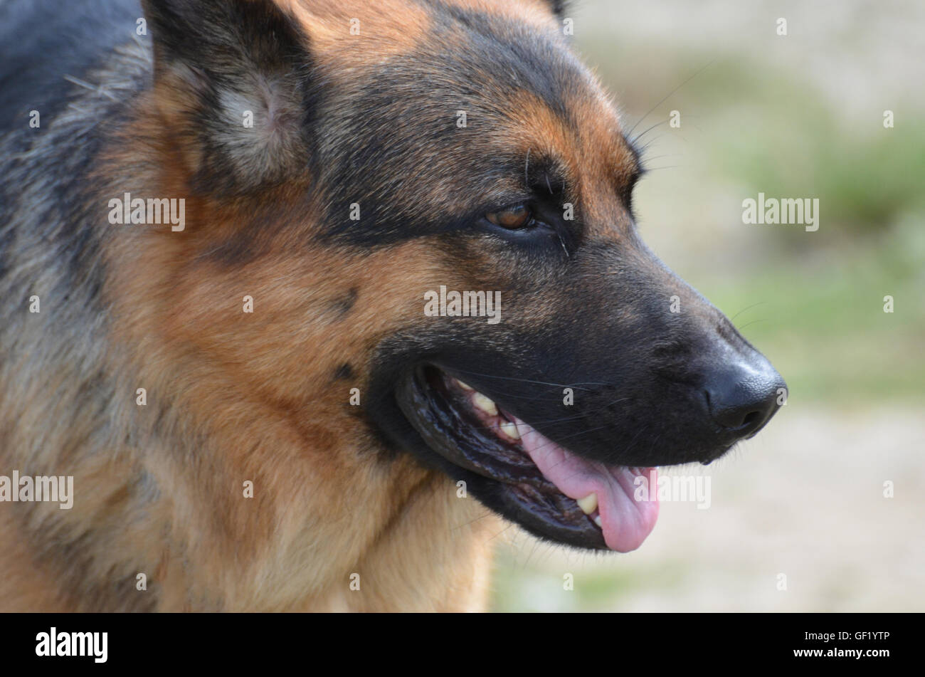 Beautiful up close candid shot of a German Shepherd's face Stock Photo ...