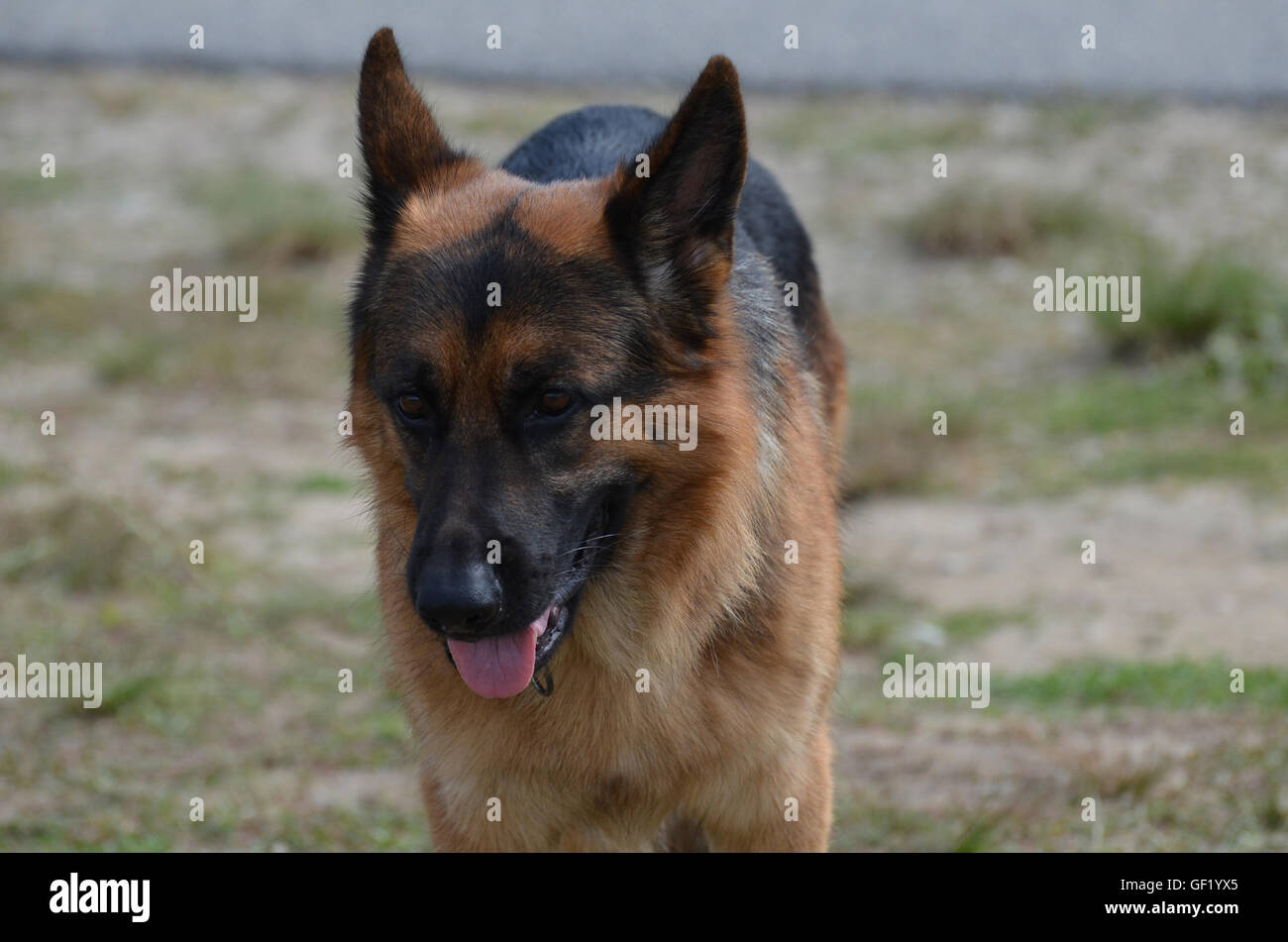 German shepherd dog with a very sweet expression Stock Photo - Alamy
