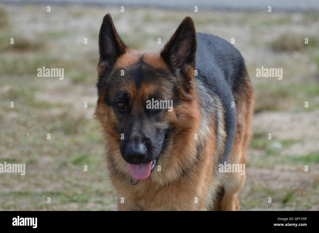 Most beautiful german shepherd hi-res stock photography and images - Alamy