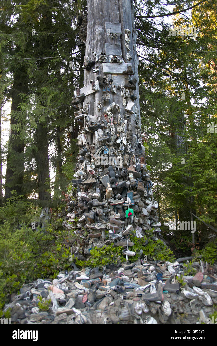 Shoes in a tree. Tradition. Vancouver. British Columbia. Canada Stock ...