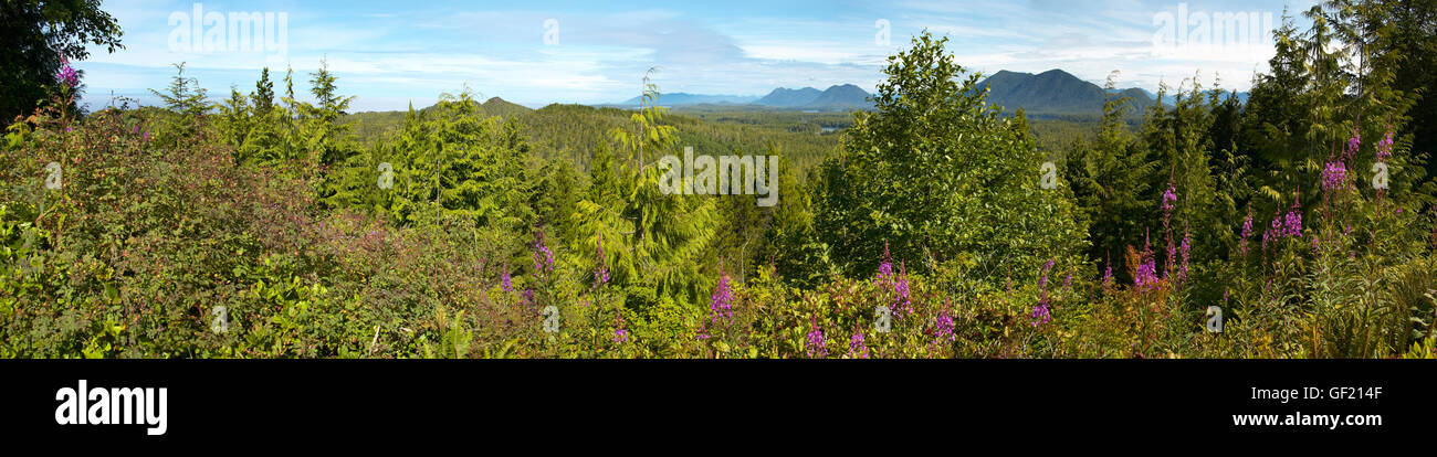 Canadian forest panoramic view. Vancouver. British Columbia. Horizontal ...
