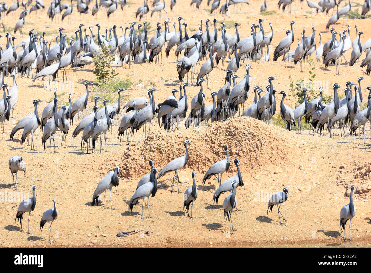 Thar Desert Animals
