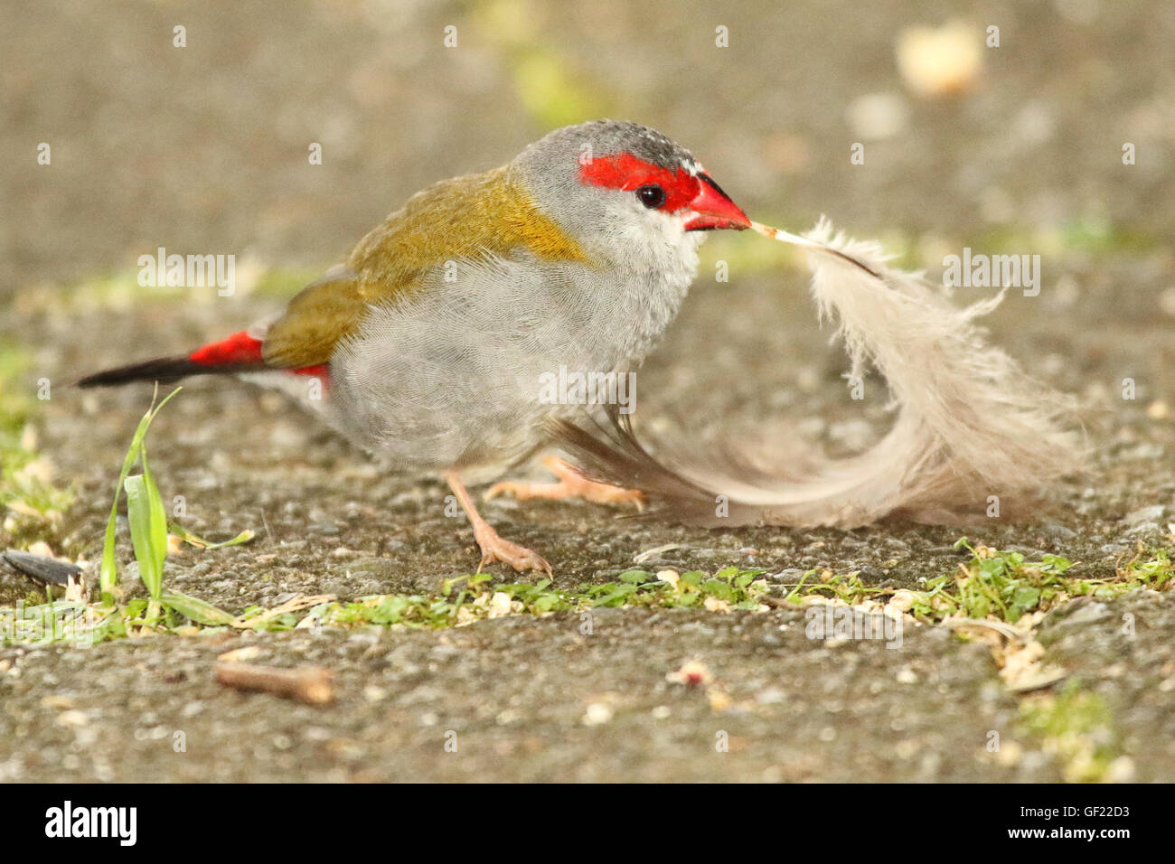 A Red-browed Firetail collecting a feather to line its nest Stock Photo ...