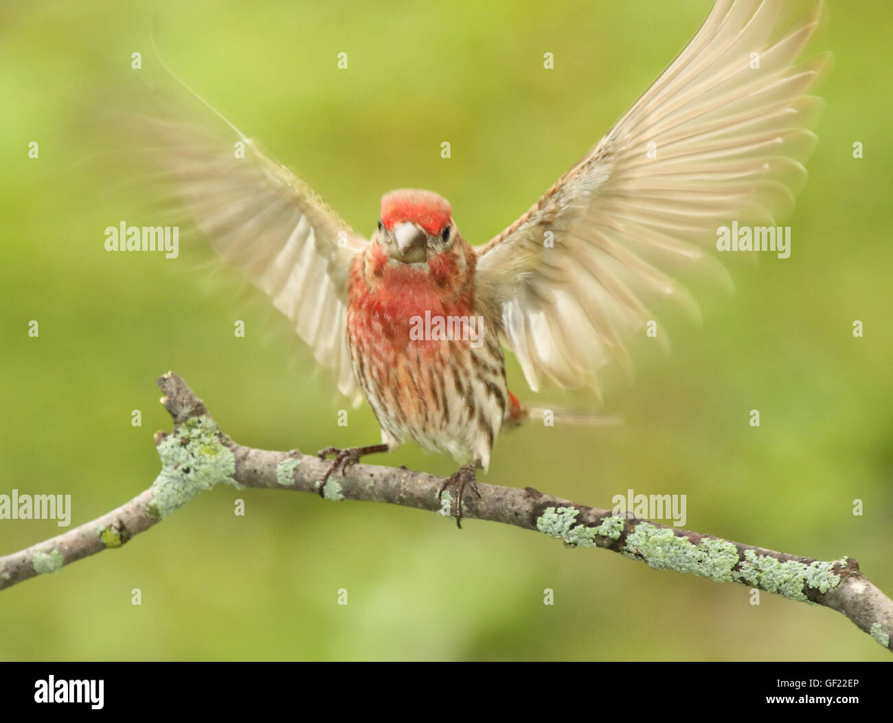 Ethereal wildlife hi-res stock photography and images - Alamy
