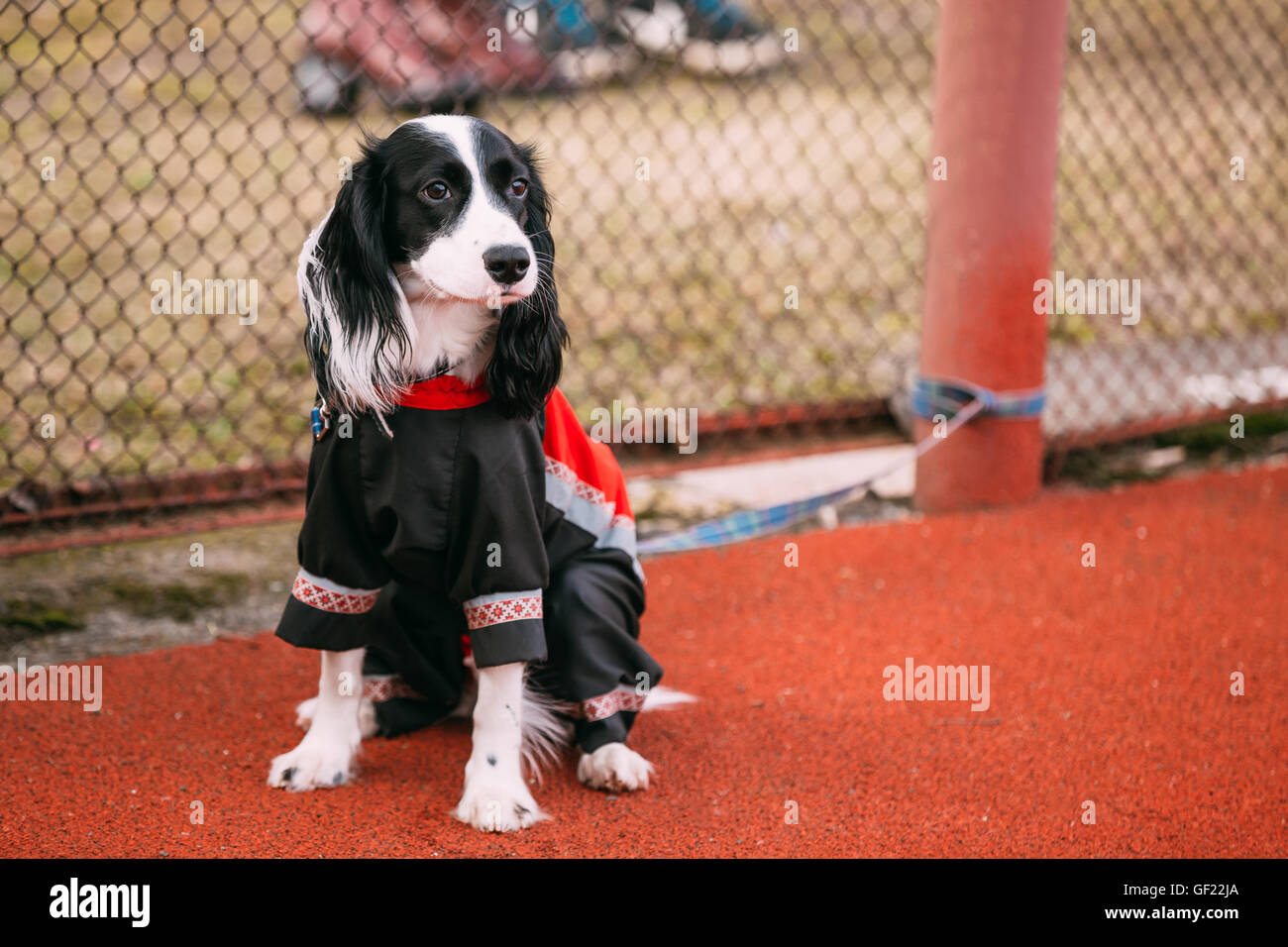 Young Spaniel Dog Sitting On Floor Outdoor And Waiting Owner Stock ...
