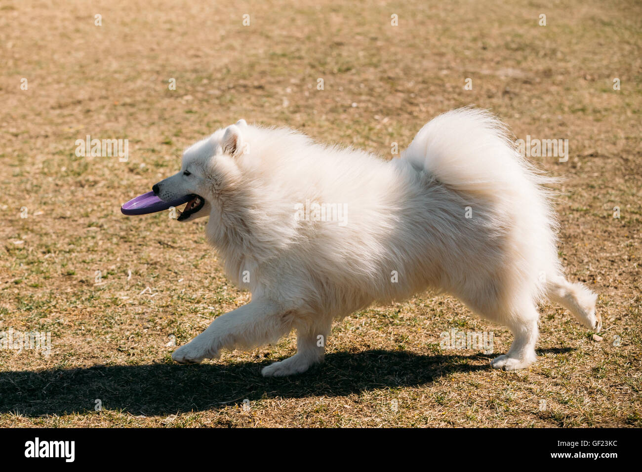 Samoyed Full Grown Size