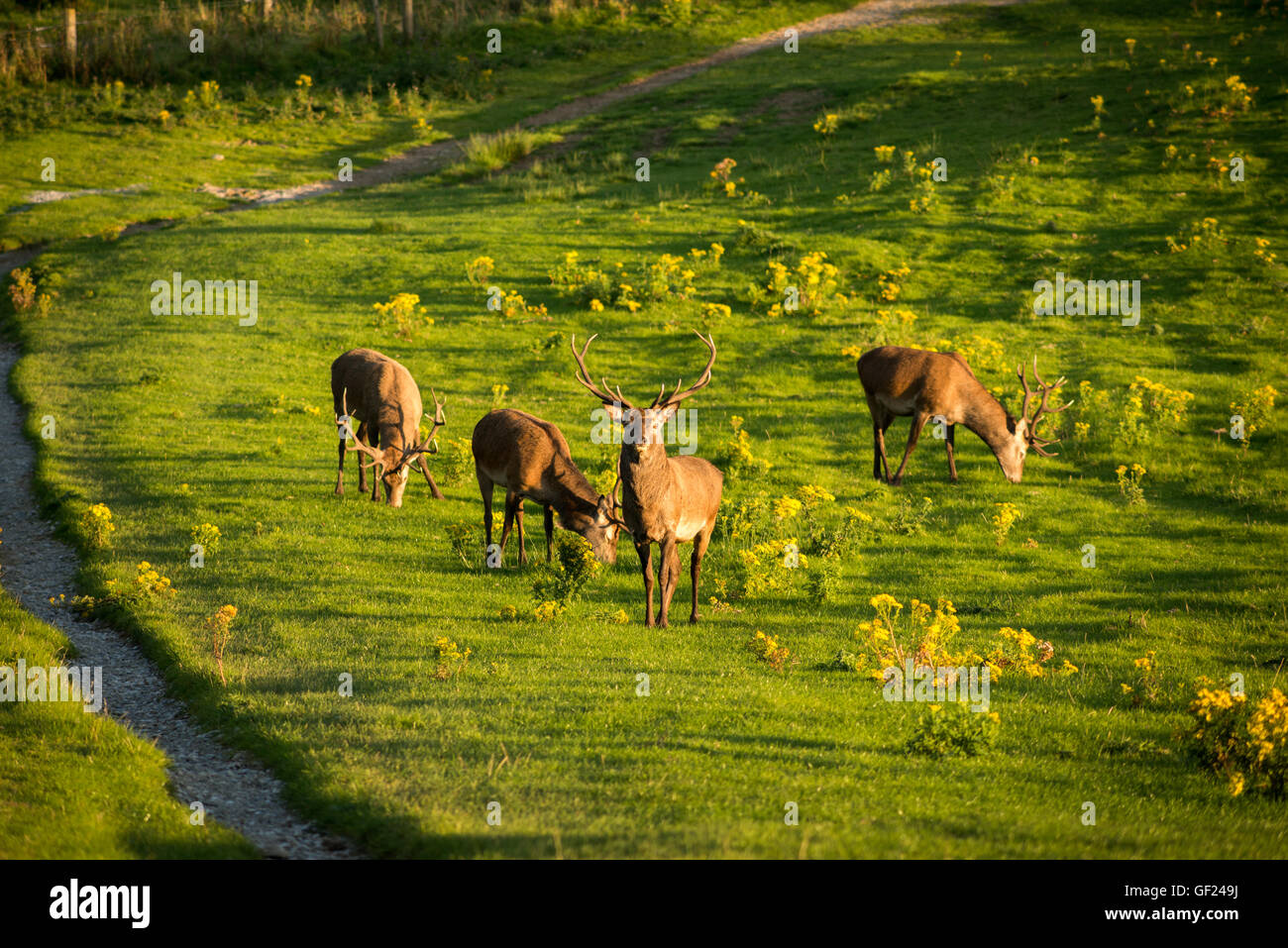 Red deer rut season Killarney National Park Ireland BHZ Stock Photo - Alamy