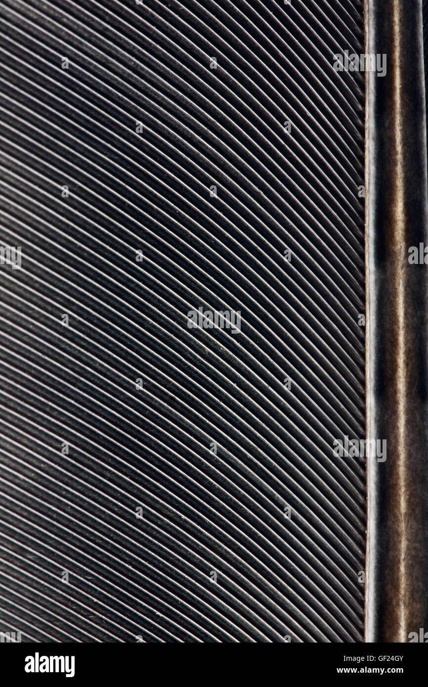 striped texture of black feather crow closeup Stock Photo - Alamy