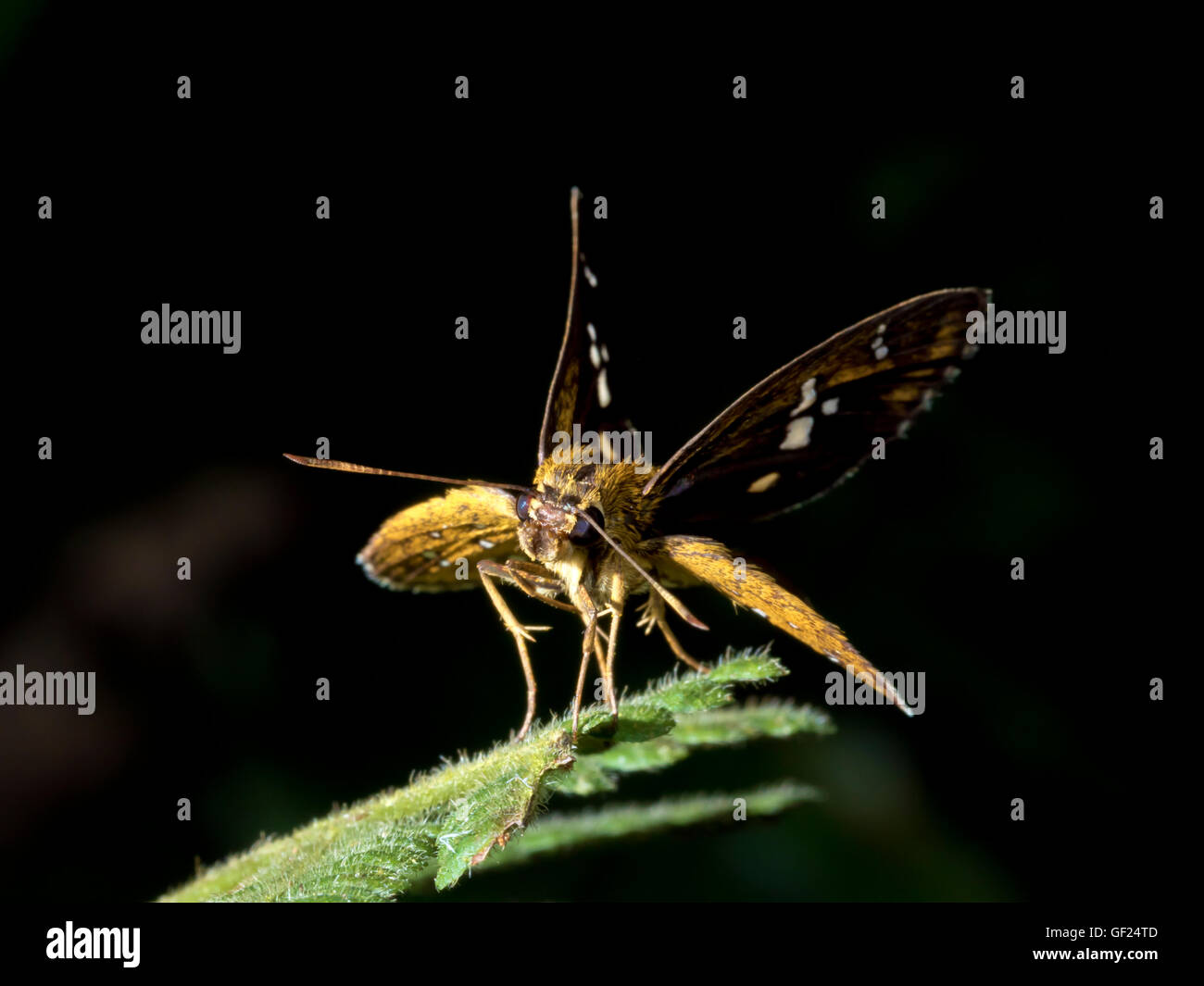 skipper butterfly perch on leaf,Polytremis lubricans taiwana Stock ...