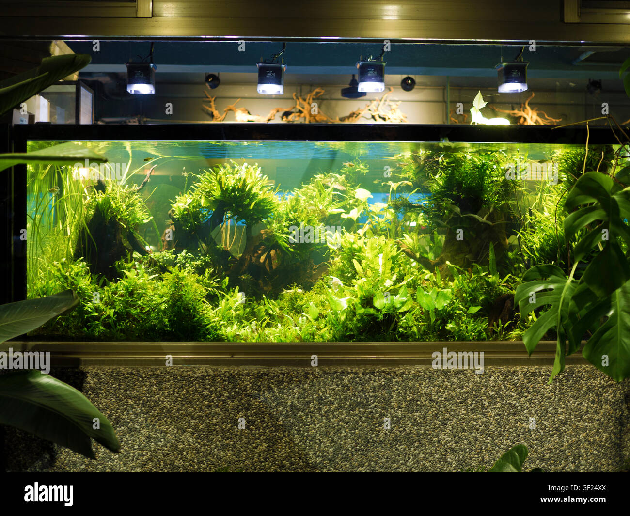 Beautiful aquarium hi-res stock photography and images - Alamy