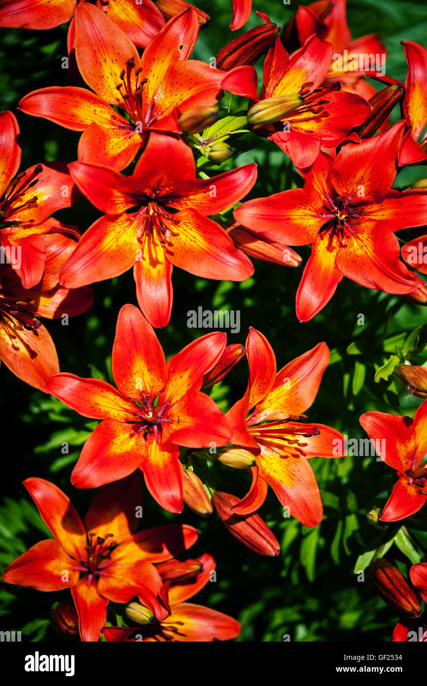Tiger lilly leaf hi-res stock photography and images - Alamy