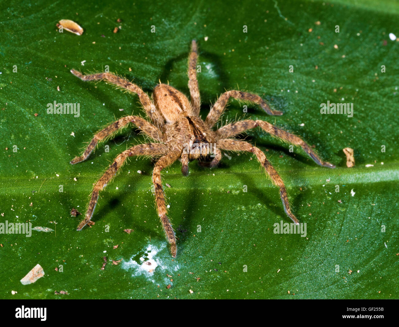 Spider web detail night hi-res stock photography and images - Alamy