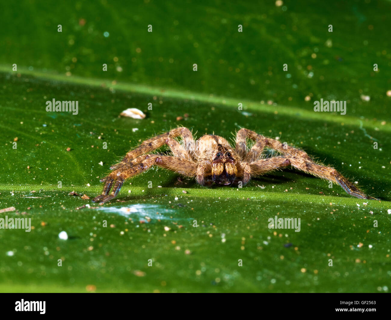 Lycosidae hi-res stock photography and images - Alamy