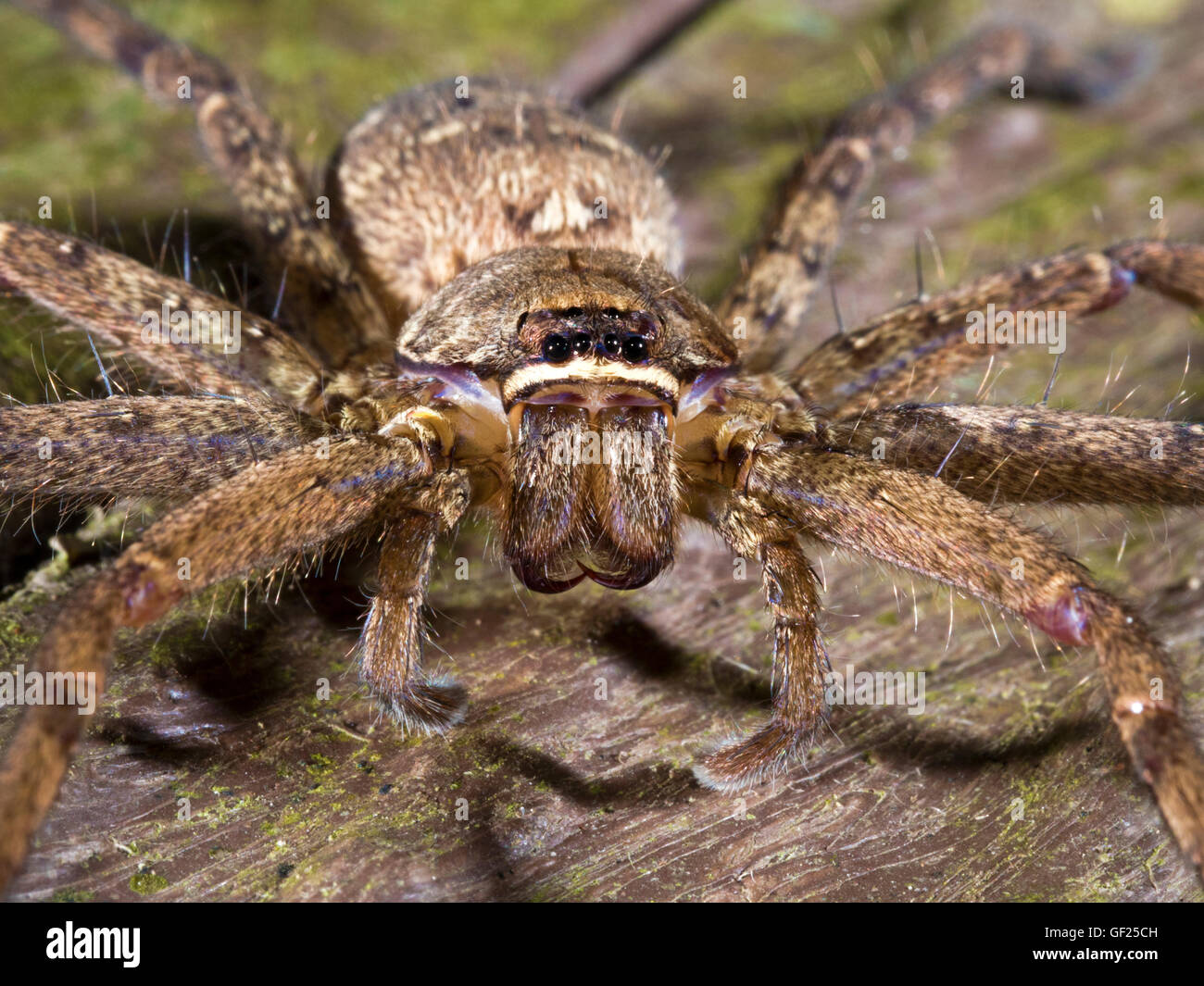 Night spider hi-res stock photography and images - Alamy