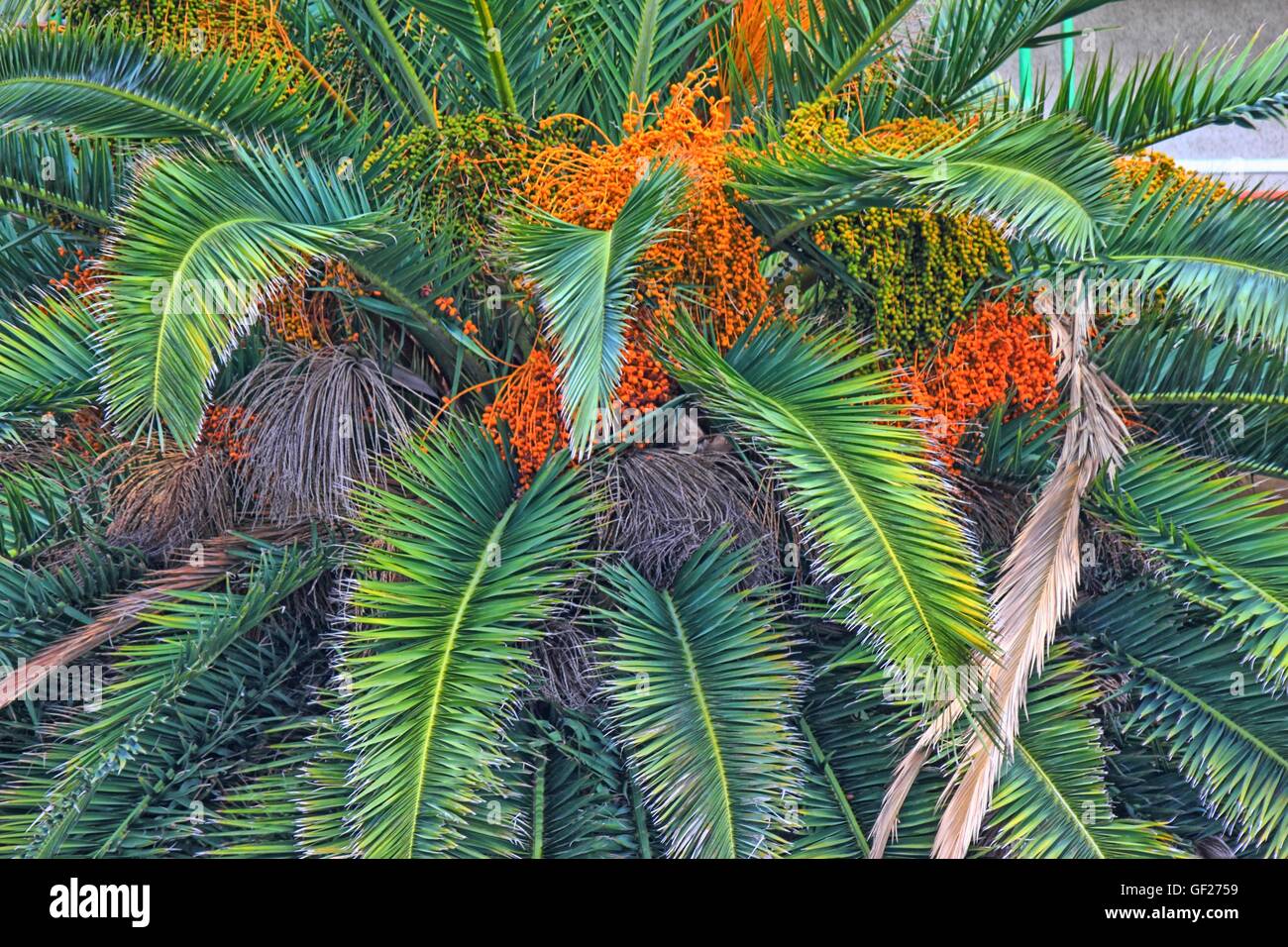 Crown palm tree hi-res stock photography and images - Alamy