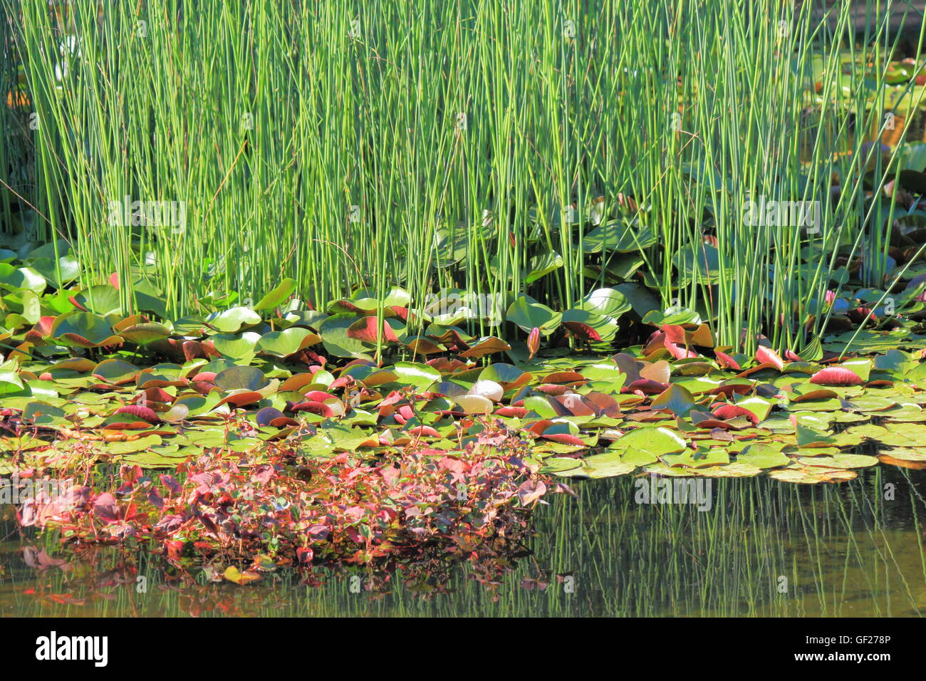 Lotus stalk hi-res stock photography and images - Alamy