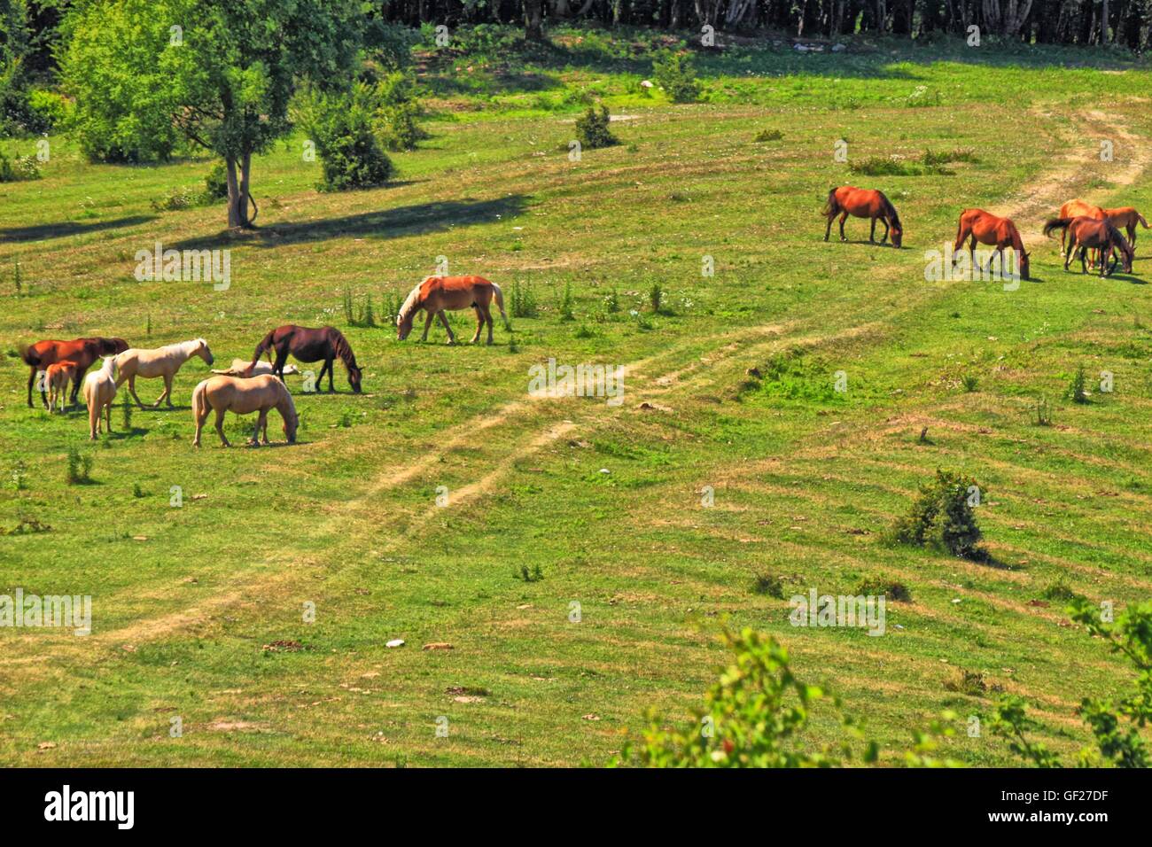 Horse ridge hi-res stock photography and images - Alamy