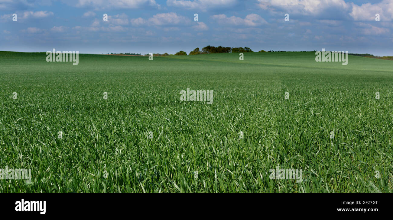 Green wheat field Stock Photo - Alamy