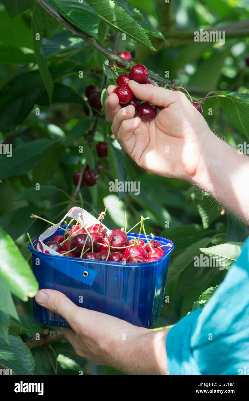 Prunus. Man picking Cherries into a punnet at a PYO Farm. UK Stock ...