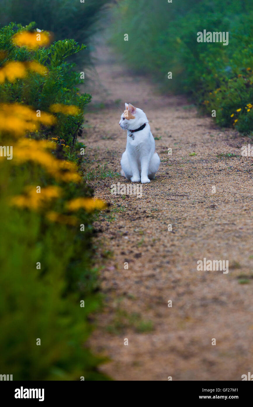 cat on the path foggy morning Stock Photo - Alamy