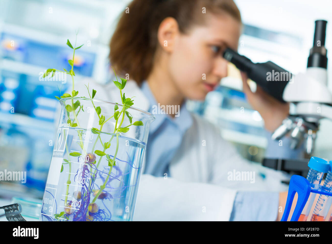 Gm plants hi-res stock photography and images - Alamy
