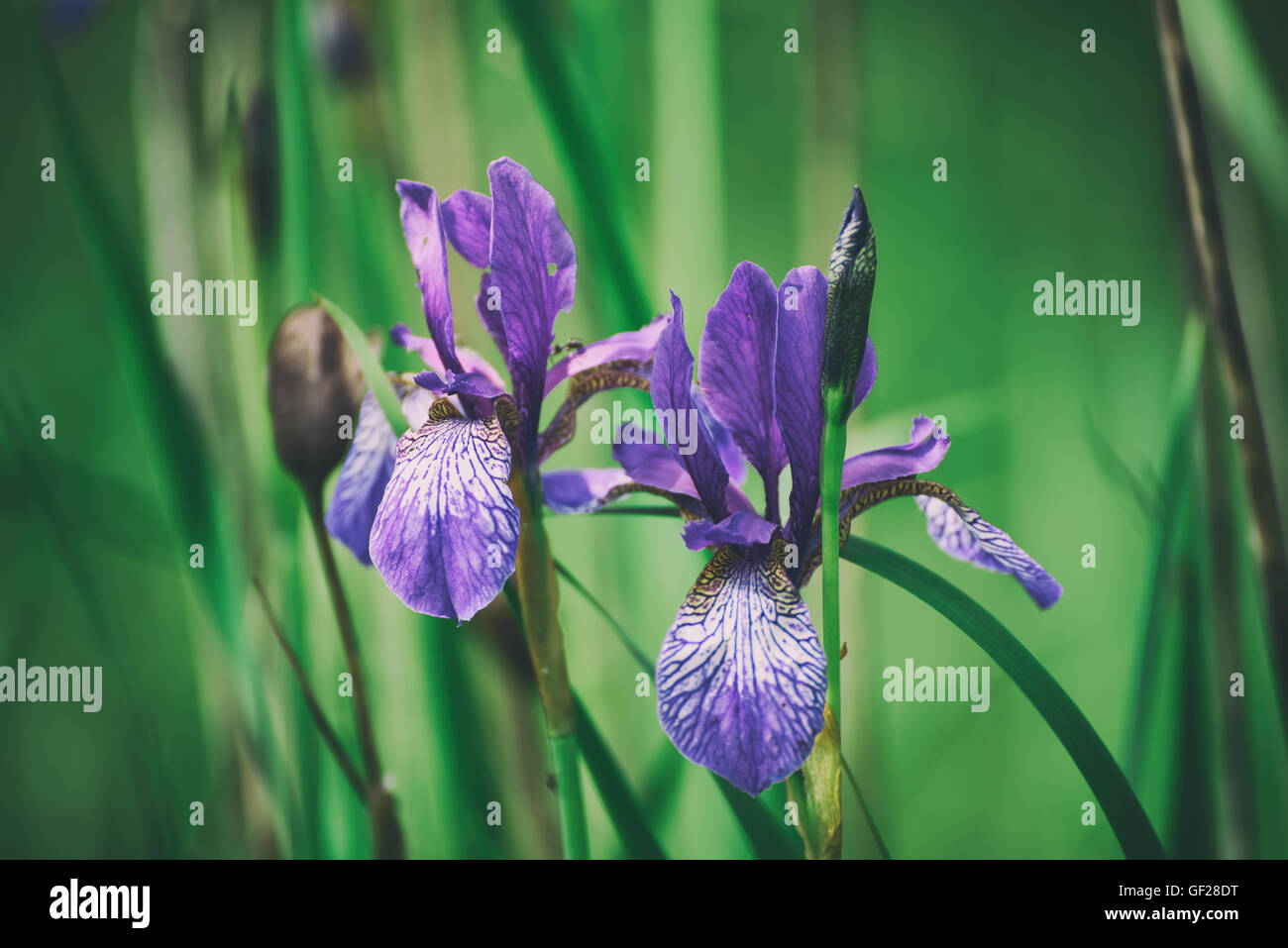 Iris flower in nature Stock Photo - Alamy