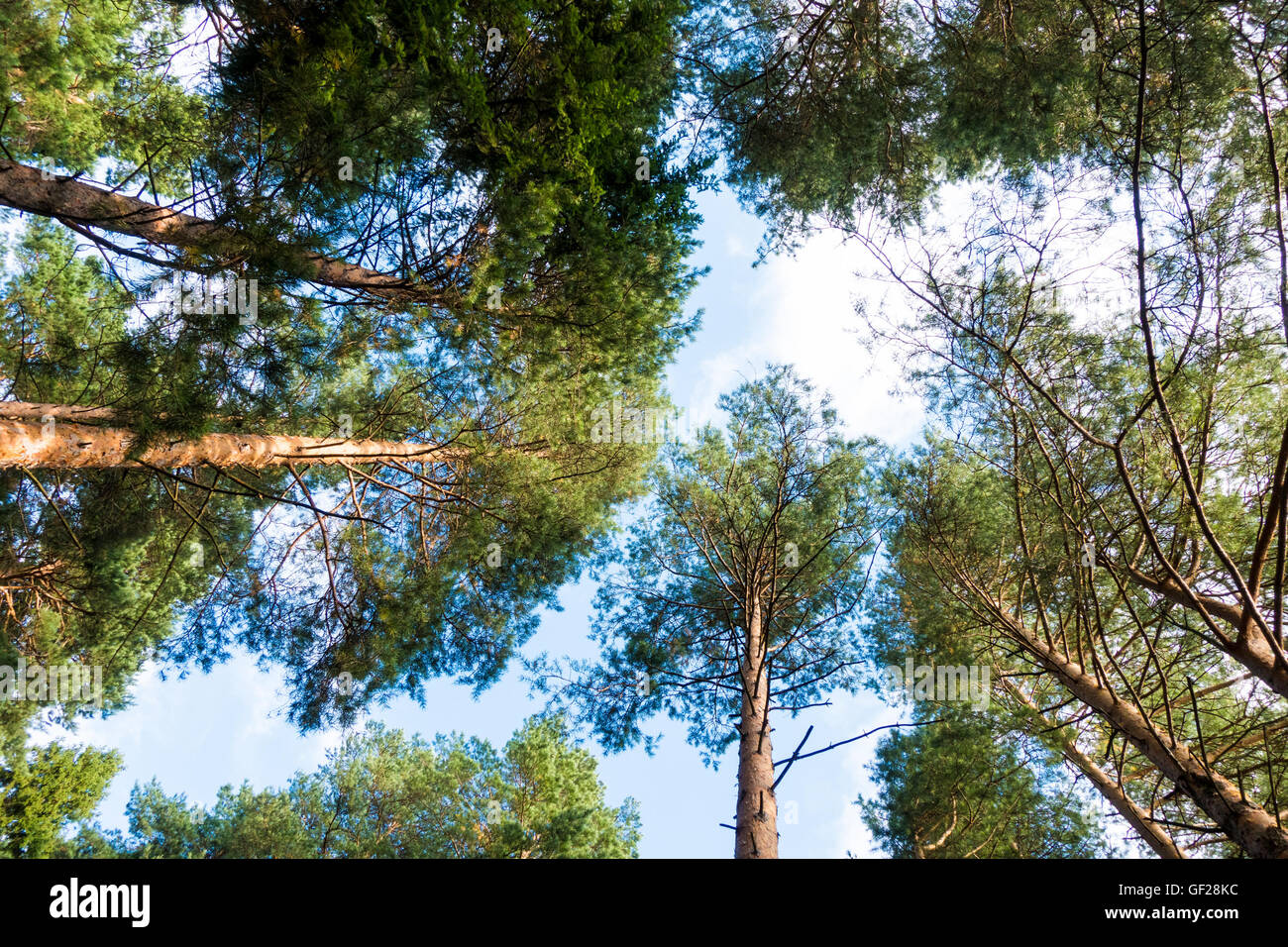 Green forest. Tree with green Leaves . Bottom view background Stock ...