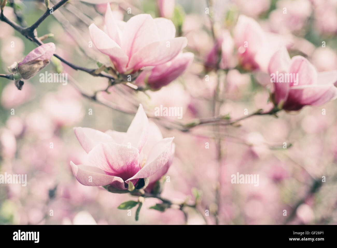 Magnolia spring flowers Stock Photo - Alamy