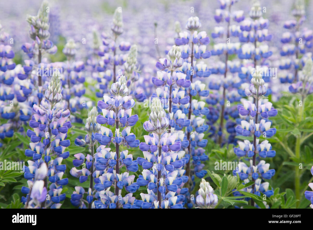 Nootka lupin lupinus nootkatensis hi-res stock photography and images ...