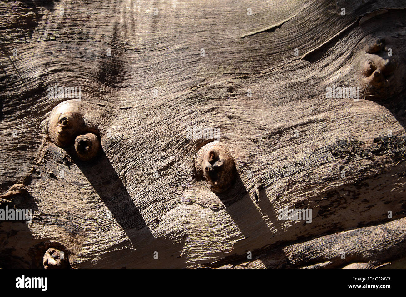 Weather worn tree hi-res stock photography and images - Alamy
