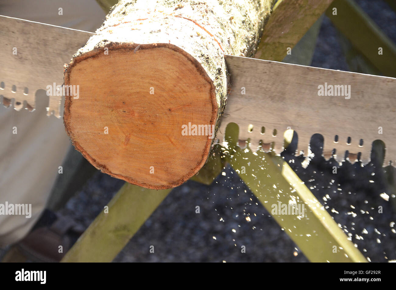 Tree log laying on a saw horse being sawed with a vintage saw Stock ...