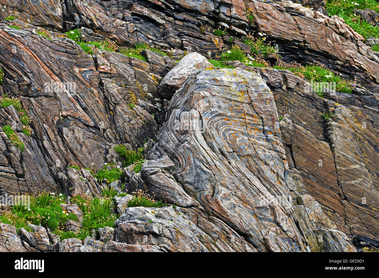 Butt of Lewis - folded rock strata Stock Photo - Alamy