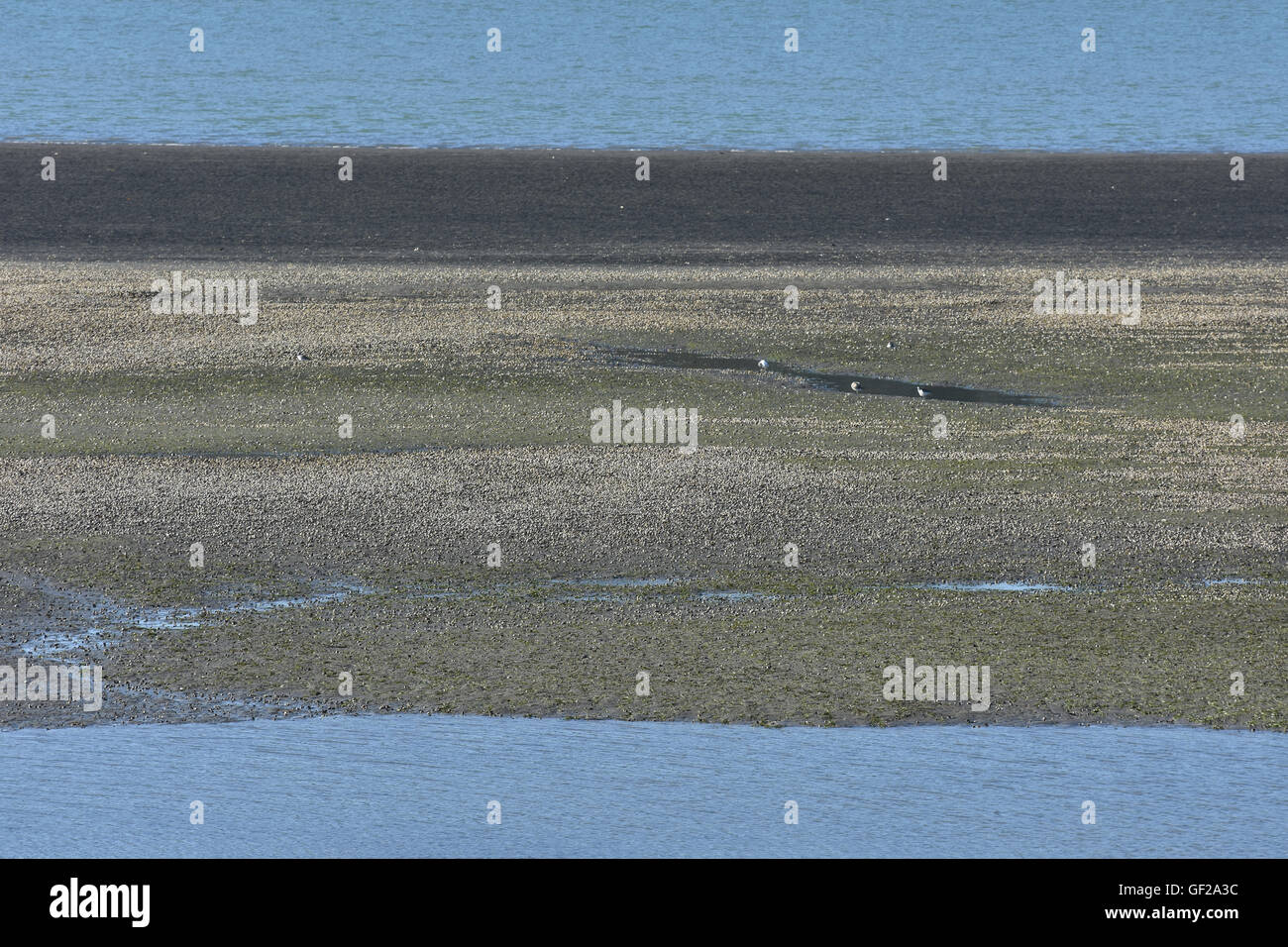 Cockles bed in harbour Stock Photo - Alamy