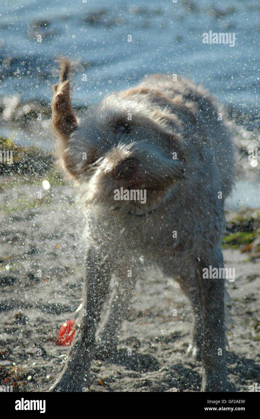 Shake off water hi-res stock photography and images - Alamy