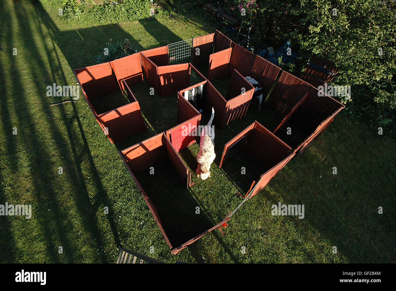 Dog Maze where dogs can train their ability to learn routes Stock Photo ...