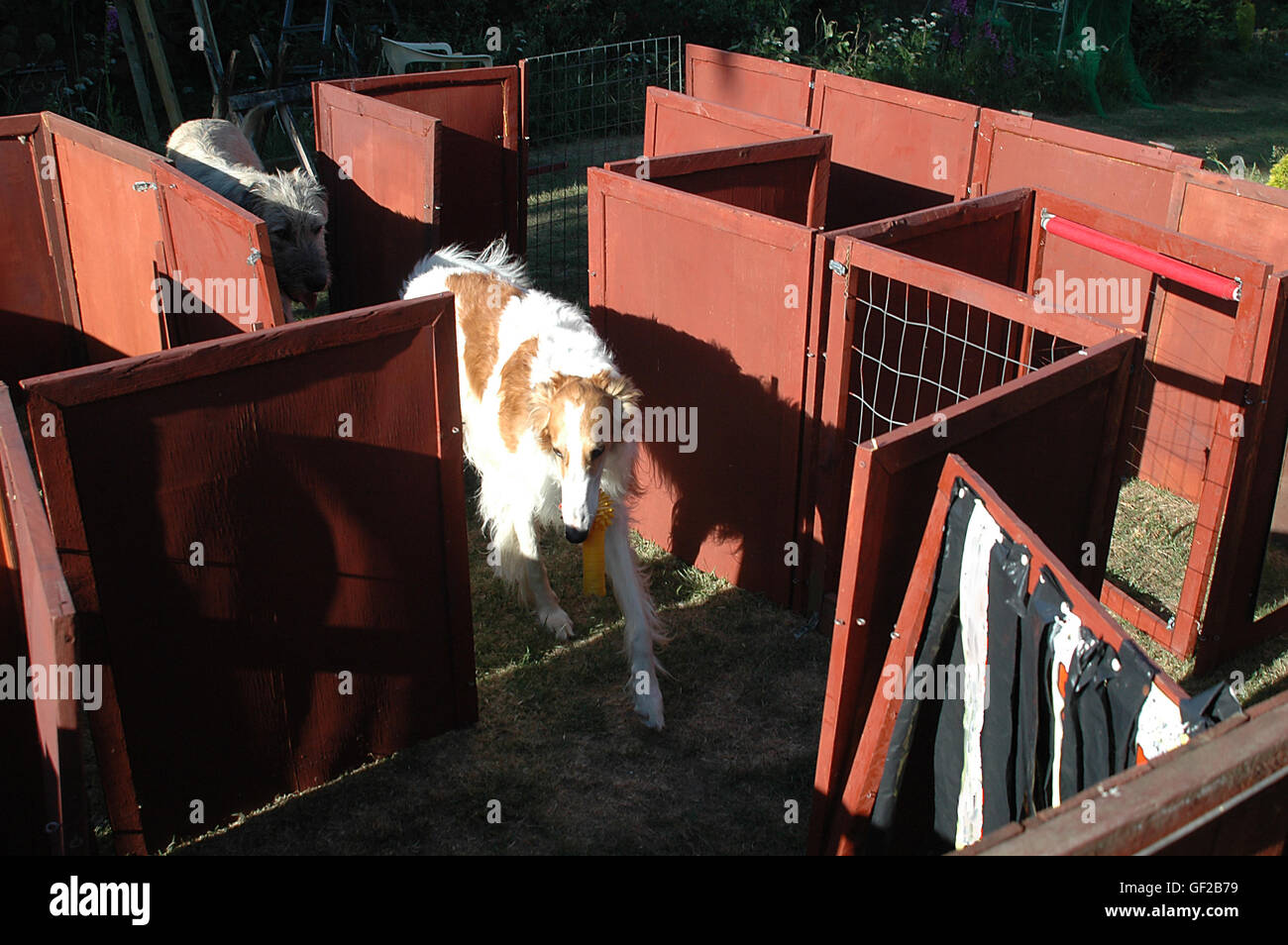 Dog Maze where dogs can train their ability to learn routes Stock Photo ...
