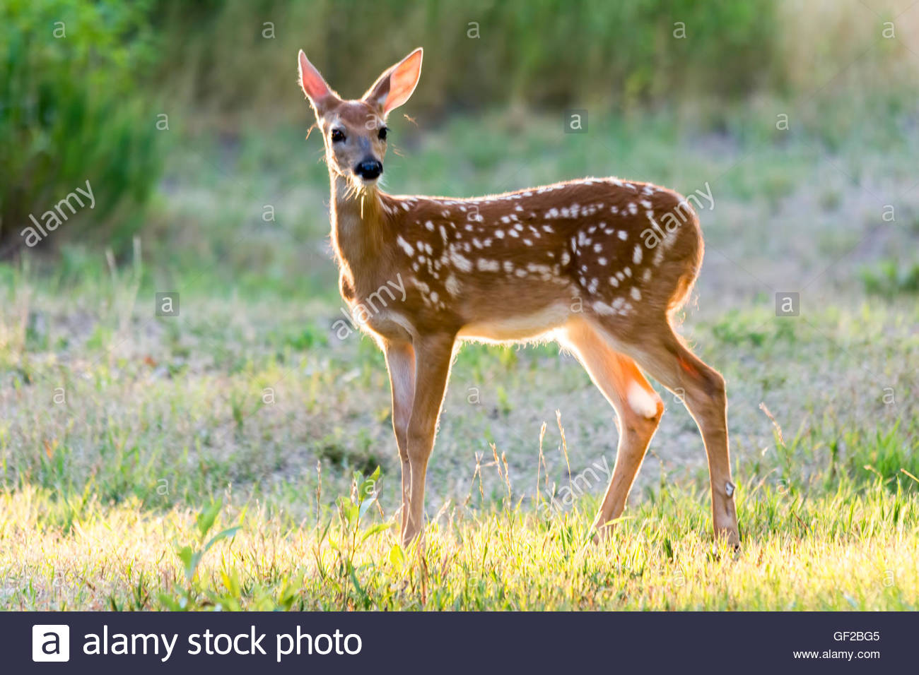 Fawn With Spots Stock Photos & Fawn With Spots Stock Images - Alamy