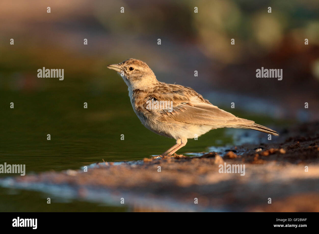 Calandra lark, Melanocorypha calandra, Single bird by water, Spain ...