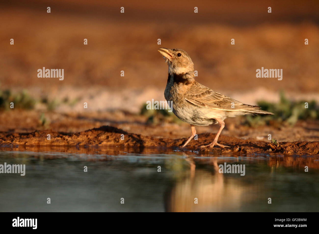 Calandra lark, Melanocorypha calandra, Single bird by water, Spain ...