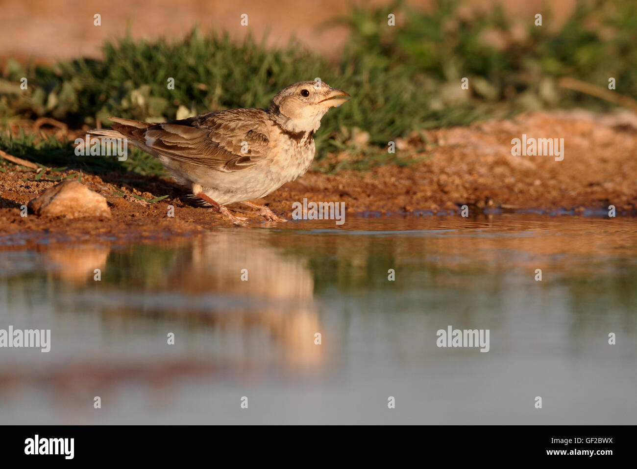 Calandra lark, Melanocorypha calandra, Single bird by water, Spain ...