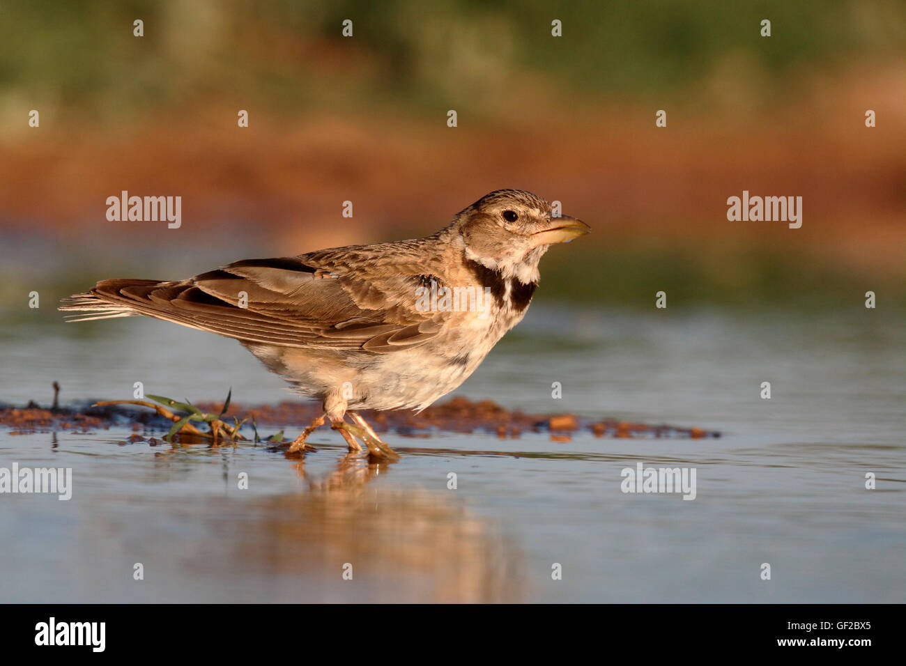 Calandra lark, Melanocorypha calandra, Single bird by water, Spain ...
