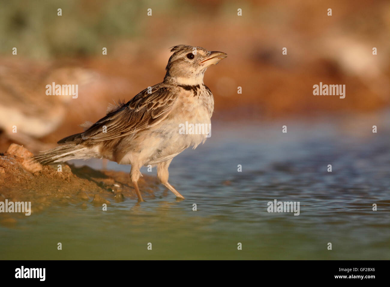 Calandra lark, Melanocorypha calandra, Single bird by water, Spain ...