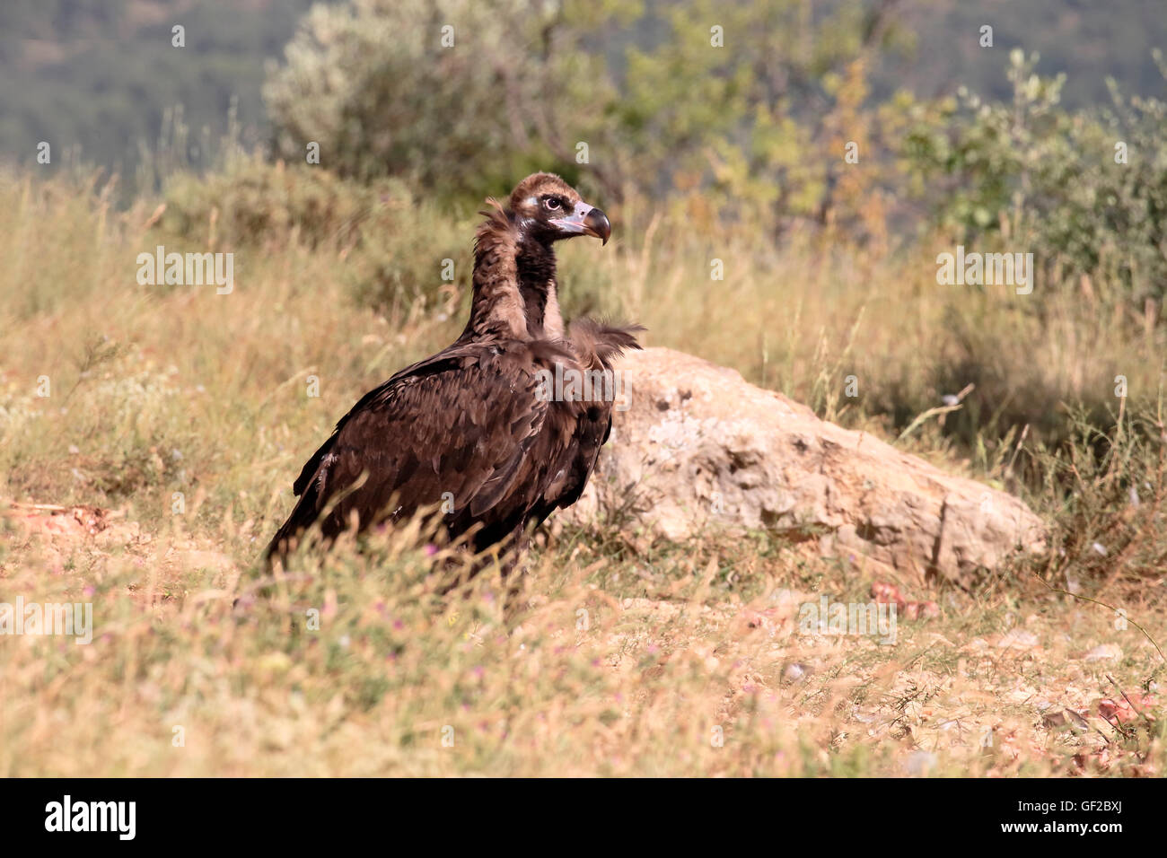 Cinereous Vulture or Black vulture, Aegypius monachus, Single bird on ...