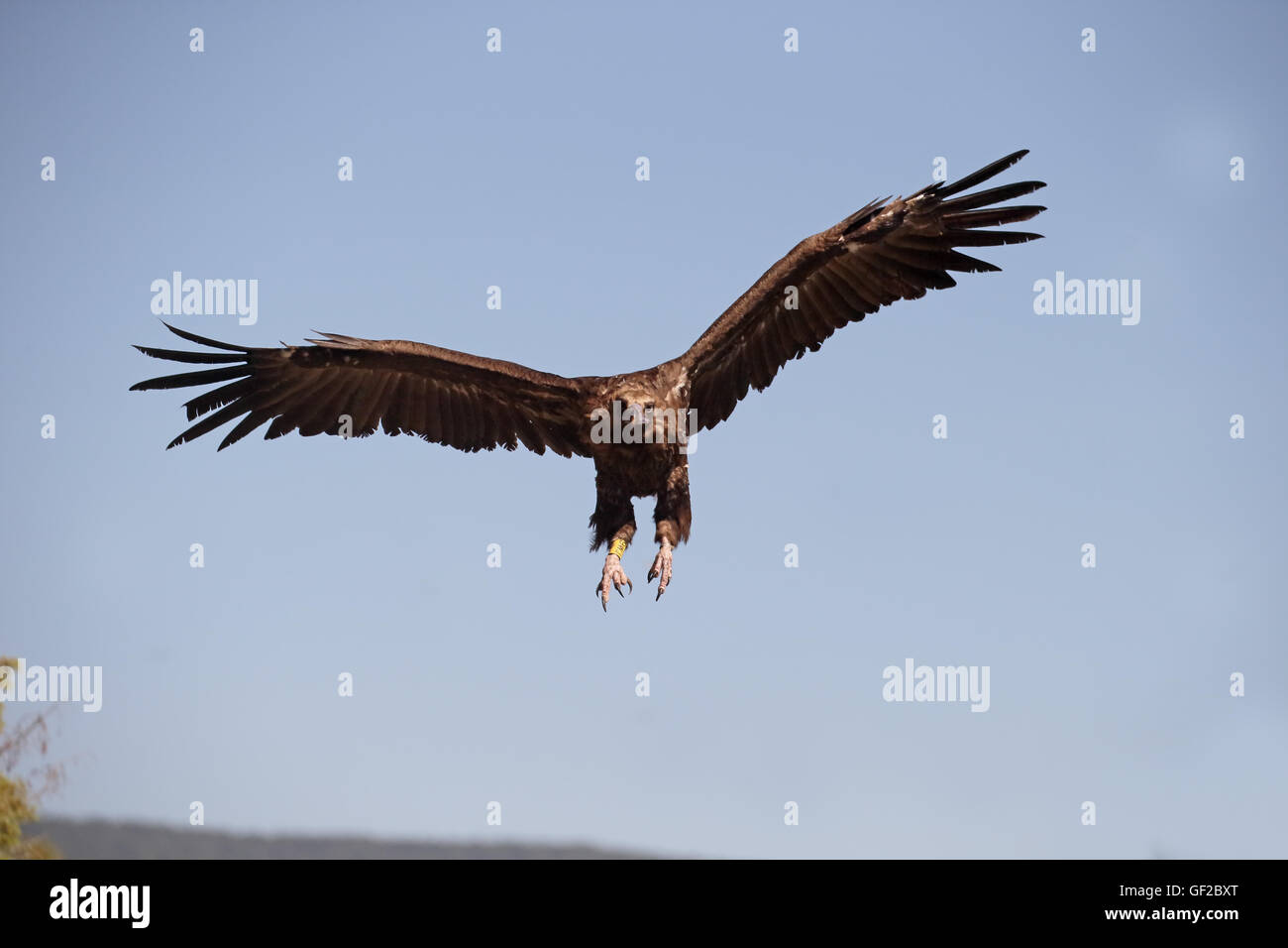 Cinereous Vulture or Black vulture, Aegypius monachus, Single bird in ...