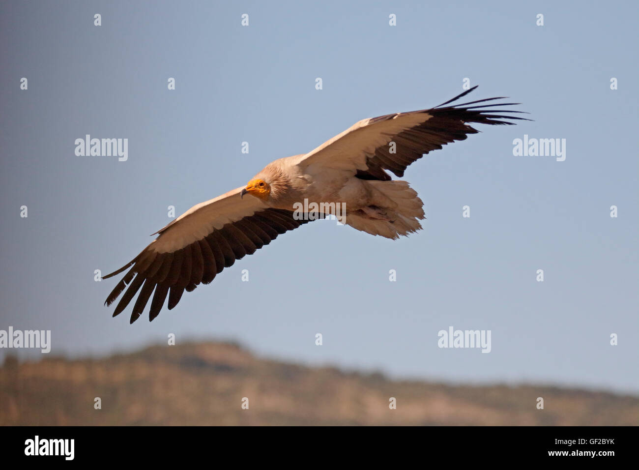 Egyptian vulture in flight hi-res stock photography and images - Alamy