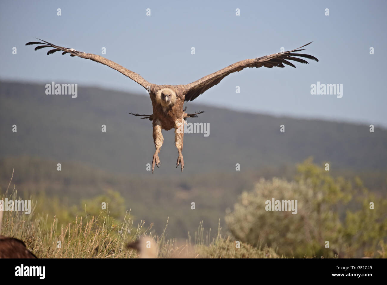Griffon vulture, Gyps fulvus, single bird in flight, Spain, July 2016 ...