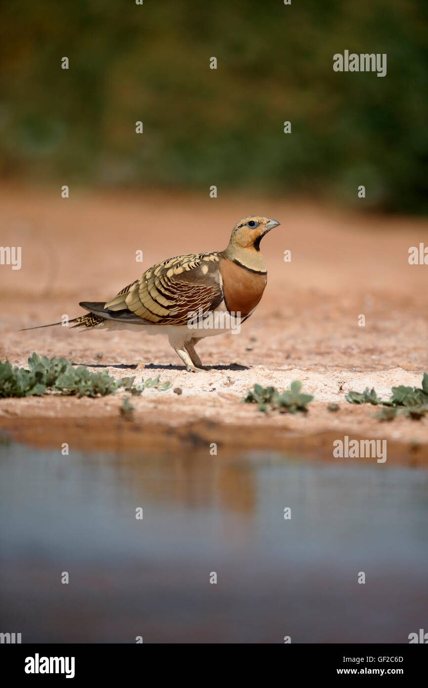 Pin-tailed sandgrouse, Pterocles alchata, Single male by water, Spain ...