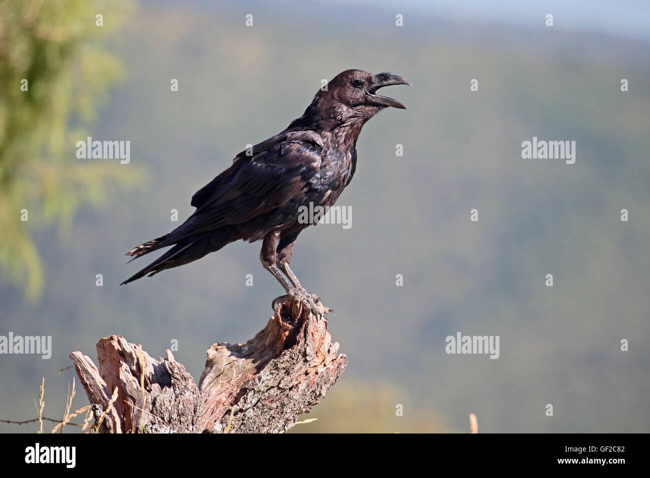 Raven on branch hi-res stock photography and images - Alamy